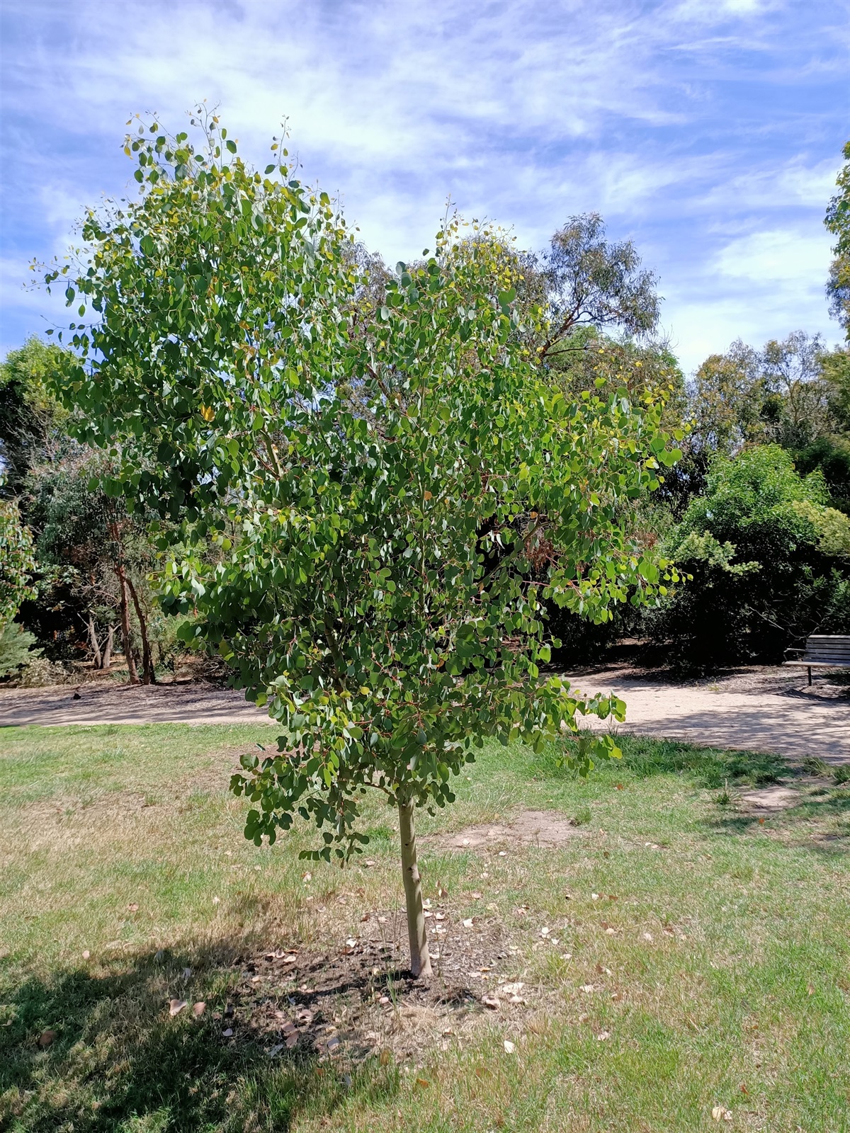 Tree guardian: Chloe, age 21 | Monash Youth Services