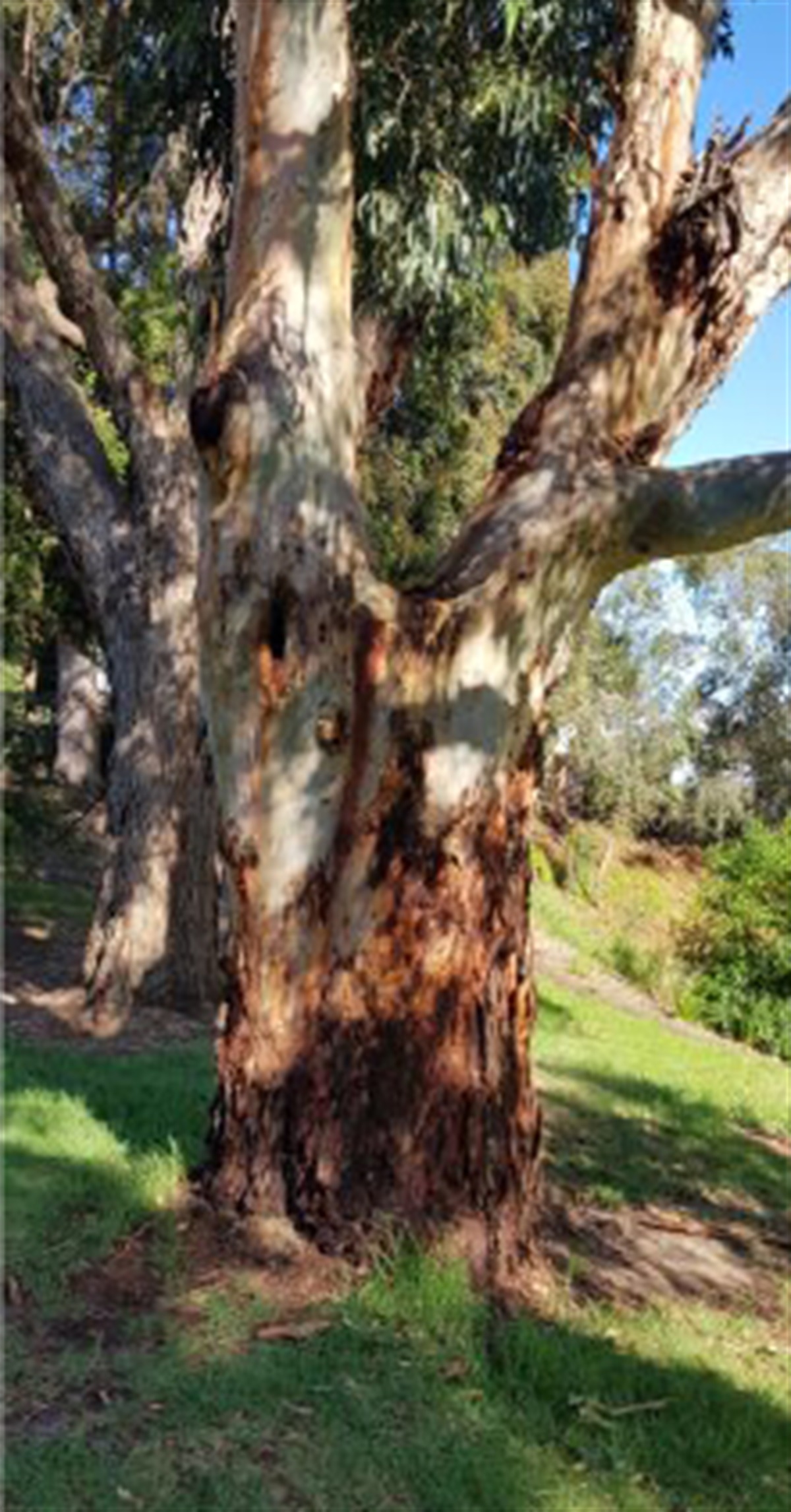 Tree guardian: Eadie, age 13 | Monash Youth Services