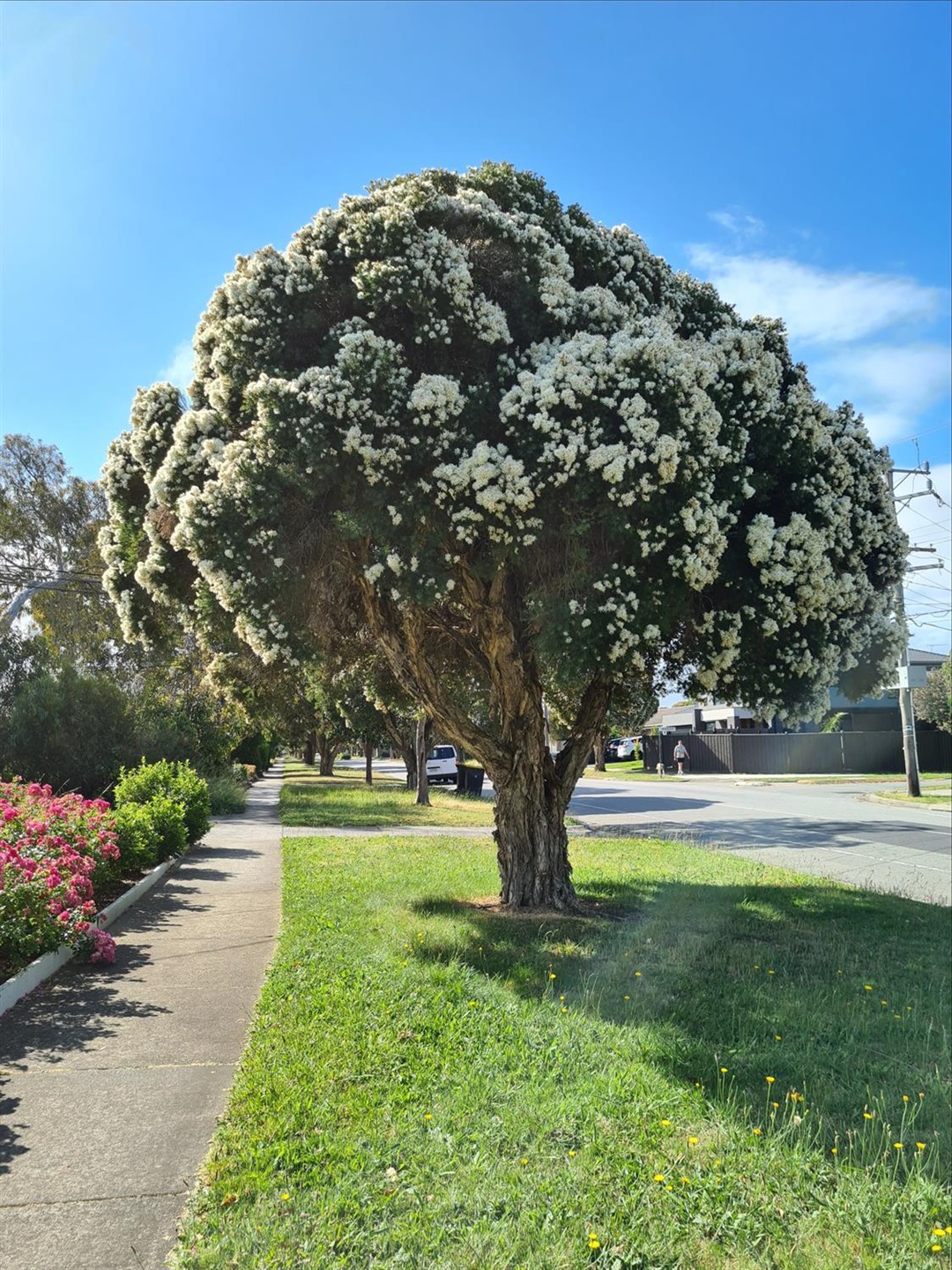 Tree guardian: Gabriel, age 12 | Monash Youth Services