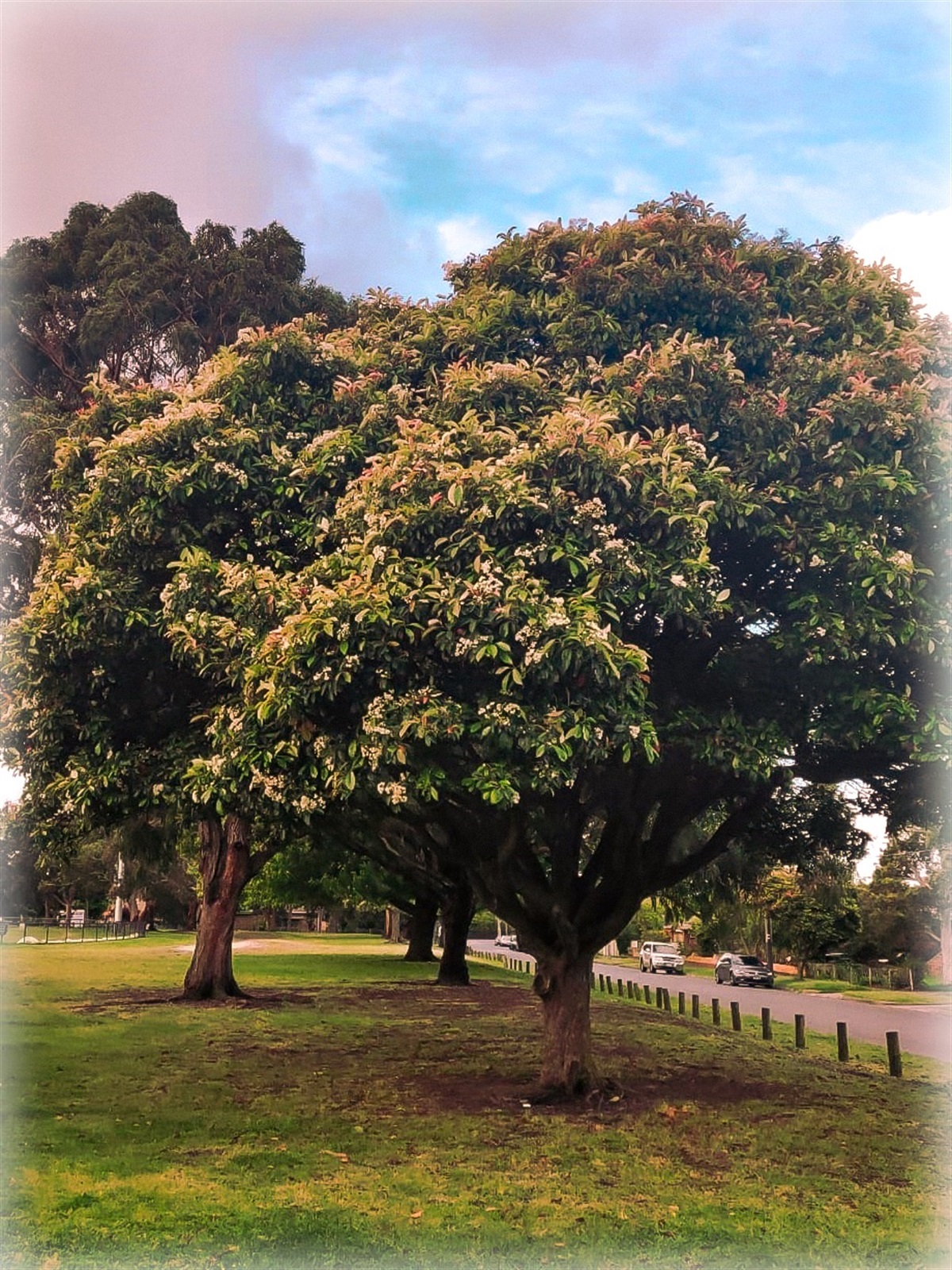 Tree guardian: Jess, age 18 | Monash Youth Services